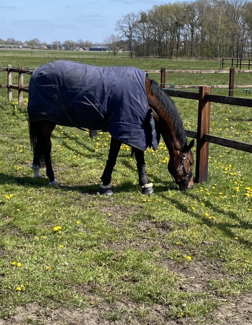 finally home after quarantine - Springstal Geert van Asten